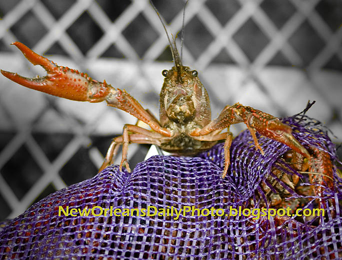New Orleans Daily Photo: Crawfish is boiling mad!